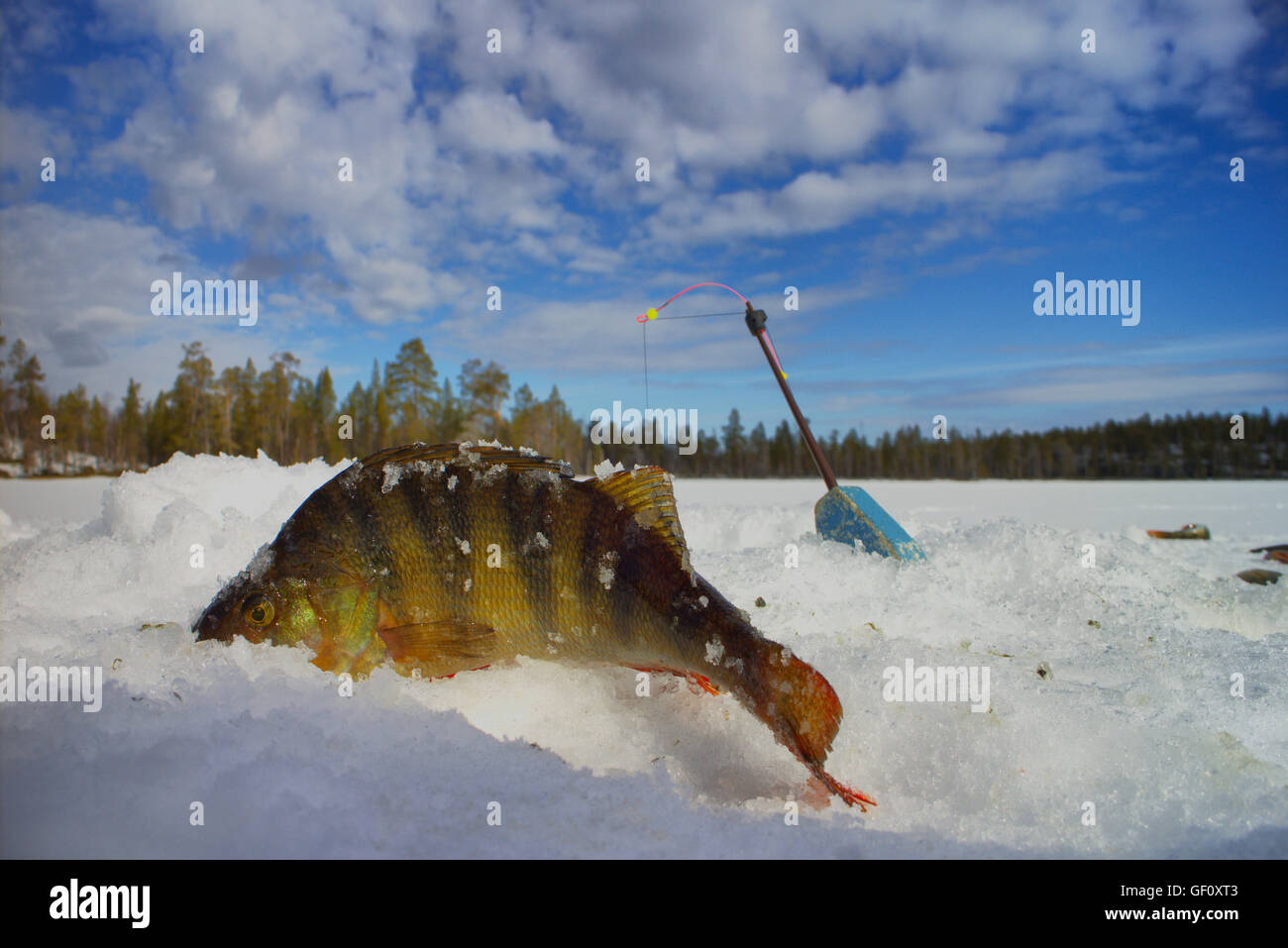 Big mouth bass hi-res stock photography and images - Alamy