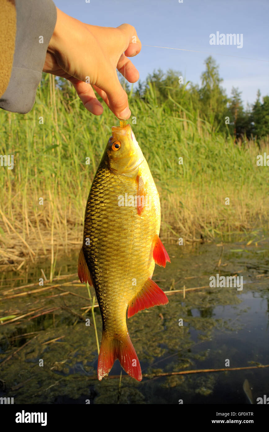 Golden Rudd - fishing on freshwater lakes in reeds Stock Photo - Alamy