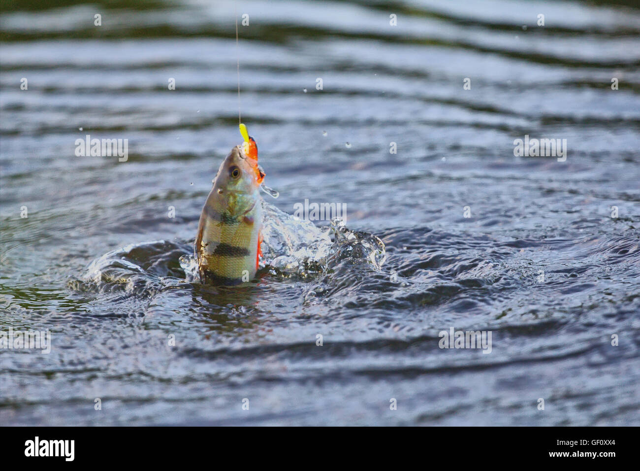 fishing on freshwater lakes in the reeds Stock Photo - Alamy