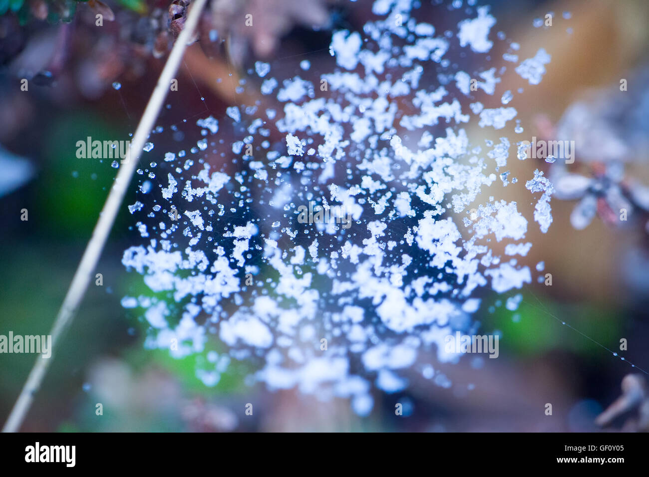 Phenomenon of weather: in spring time spiders wove webs and snow fell ...