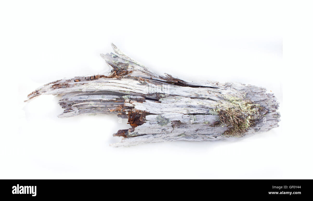 Elements of garden composition tree Stock Photo - Alamy