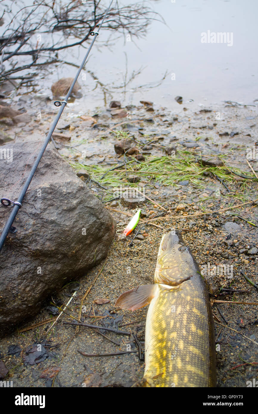 pike fishing big Northern fish Stock Photo - Alamy
