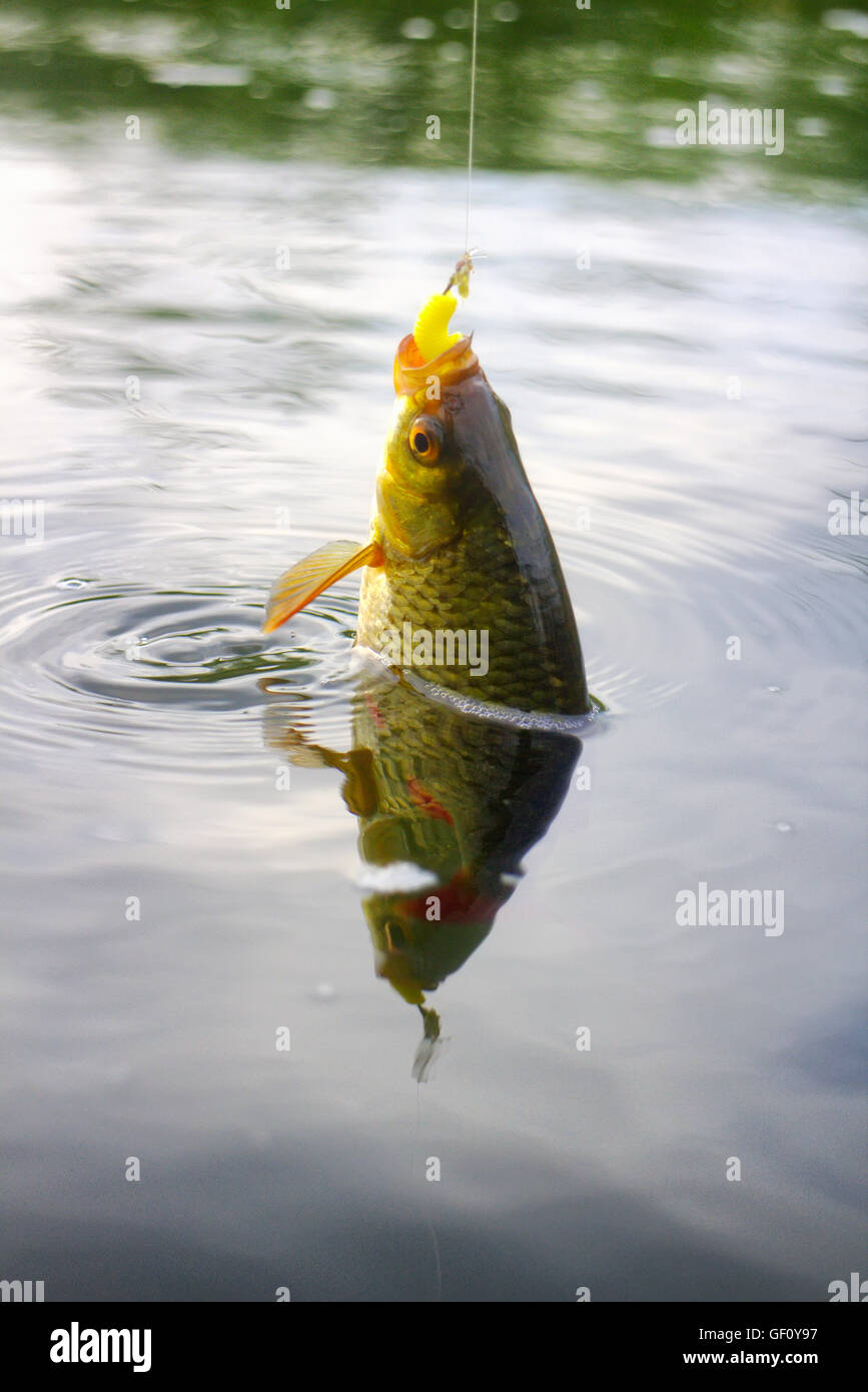 Golden Rudd - fishing on freshwater lakes in reeds Stock Photo - Alamy