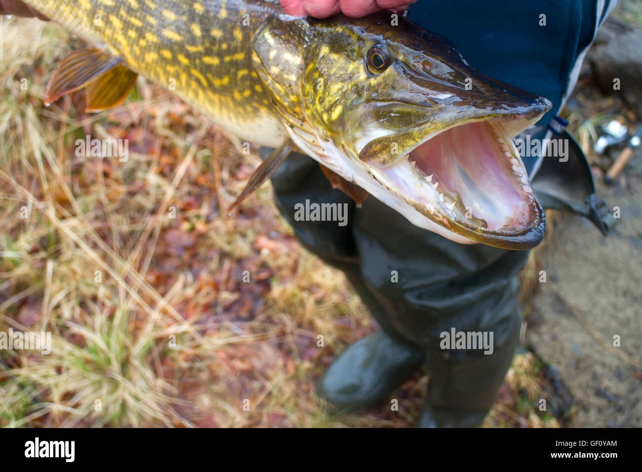 pike fishing big Northern fish in rivers Stock Photo - Alamy