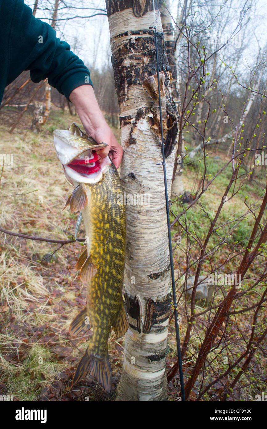 Big trophy pike photographed against background of Northern birches ...