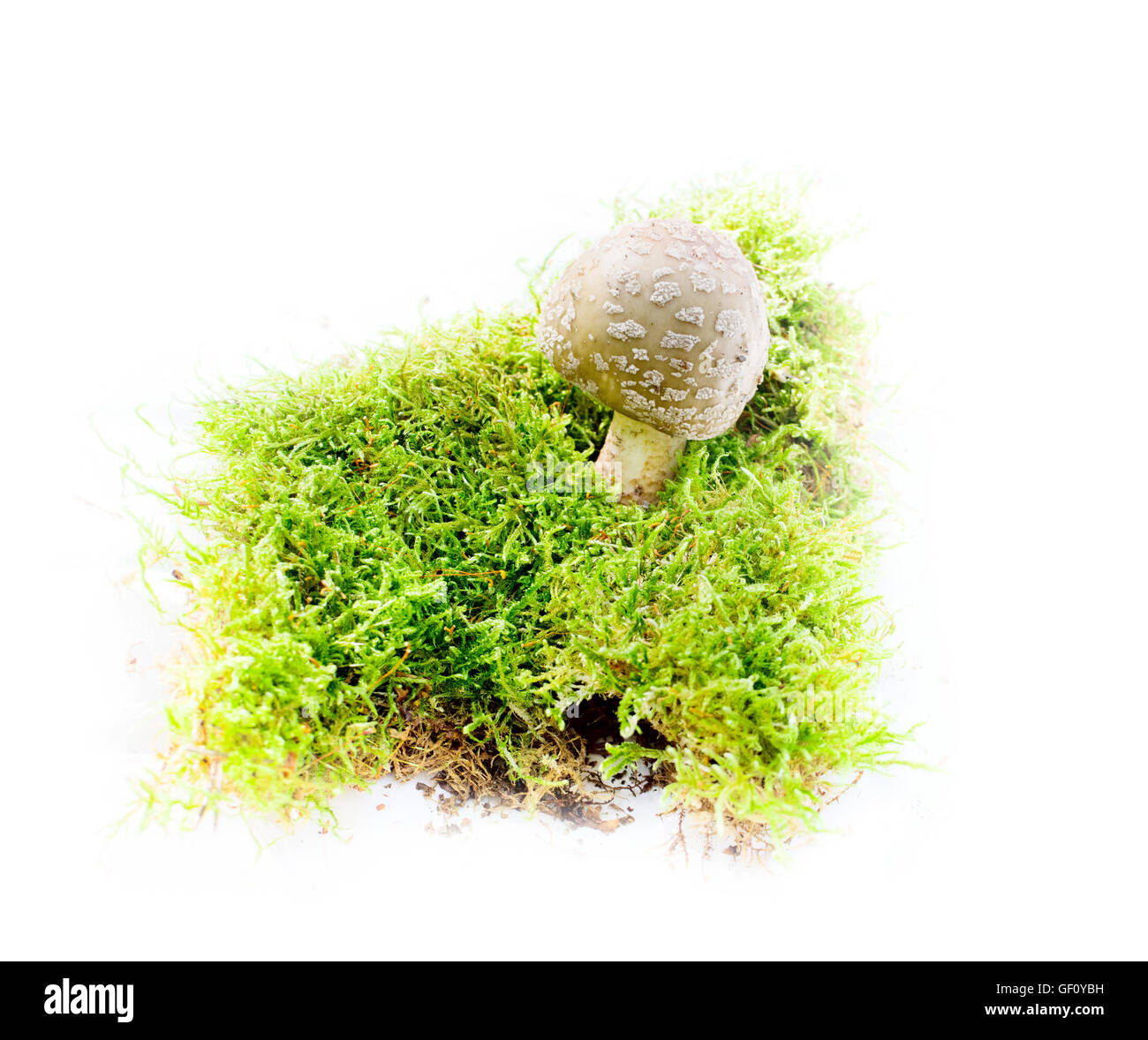 beautiful fungus isolated from green grass and moss Stock Photo - Alamy