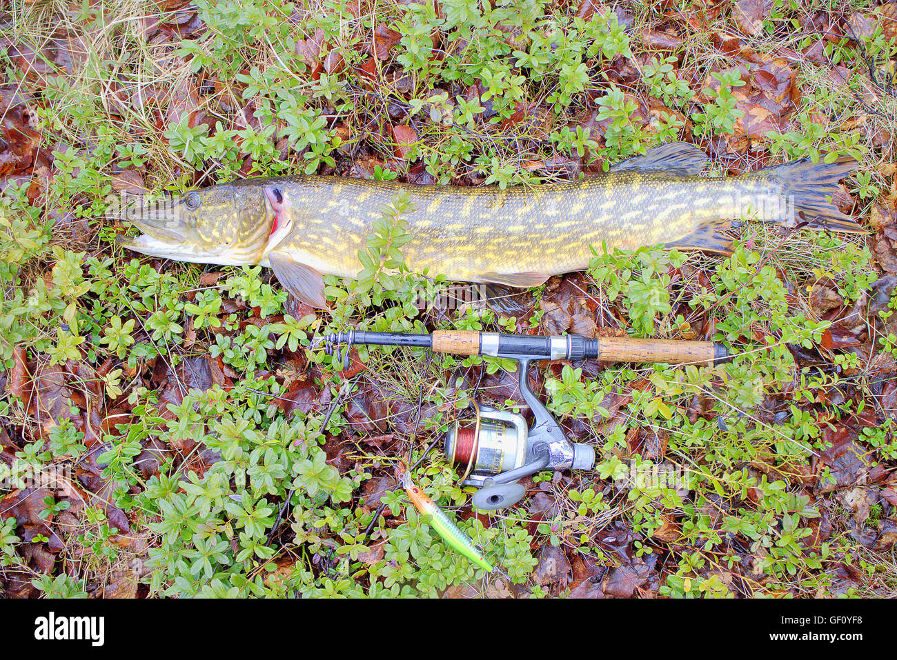 Jackfish river hi-res stock photography and images - Alamy