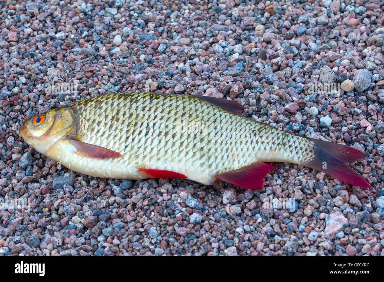 fish catch Rudd on a rocky beach Stock Photo - Alamy