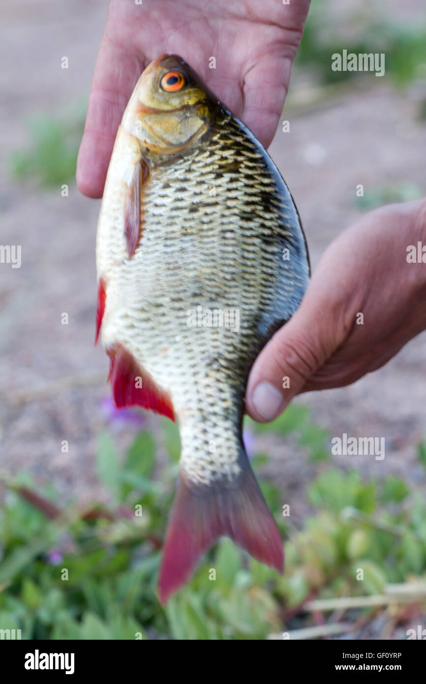 fishing on freshwater lakes in the reeds Stock Photo - Alamy