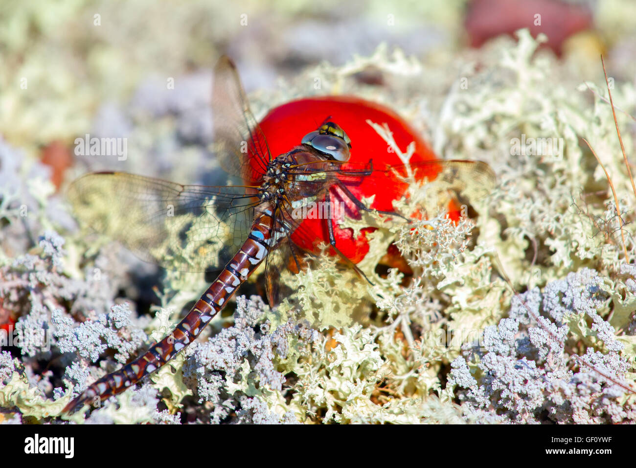 Helicopter insects hi-res stock photography and images - Alamy