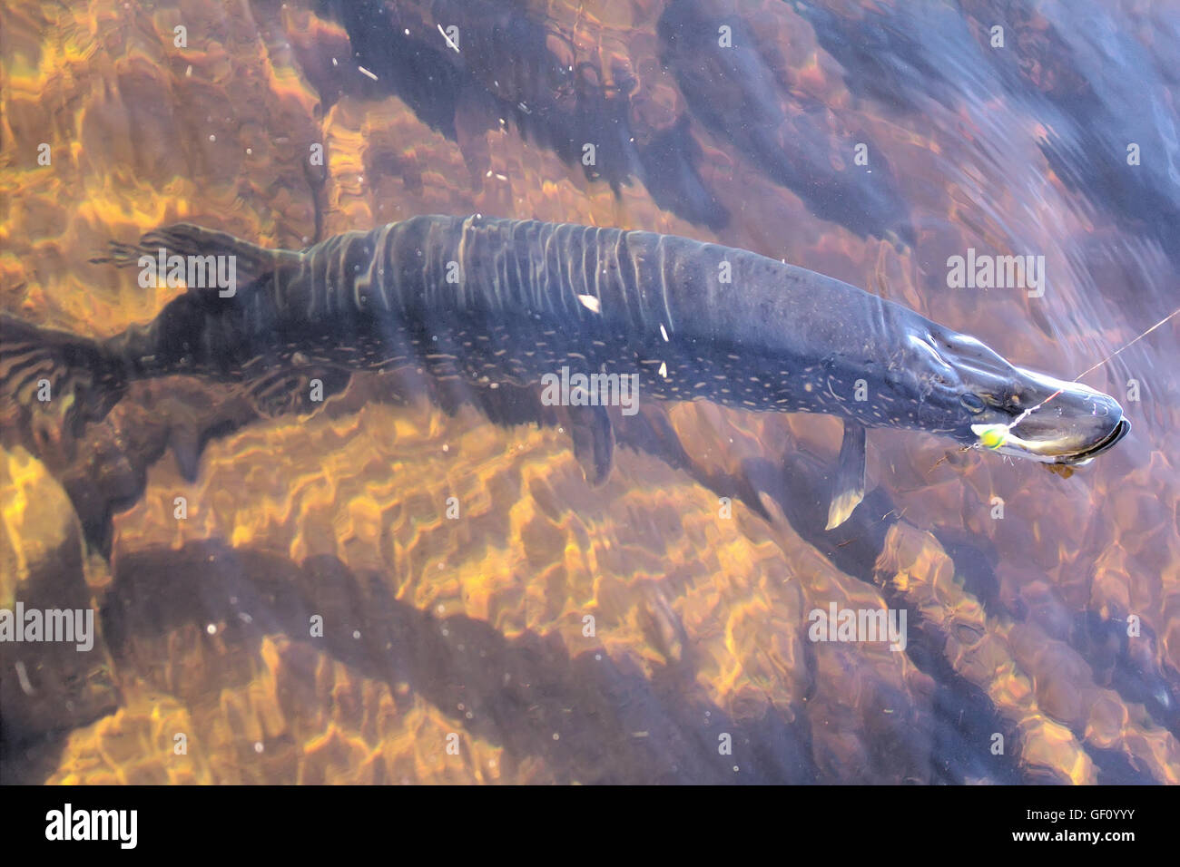 pike fishing big Northern fish in rivers Stock Photo - Alamy