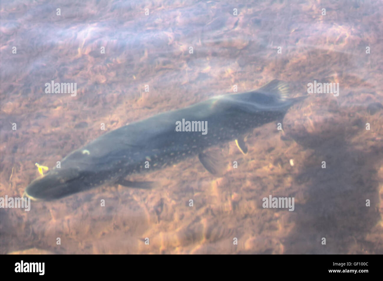 pike fishing big Northern fish in rivers Stock Photo - Alamy