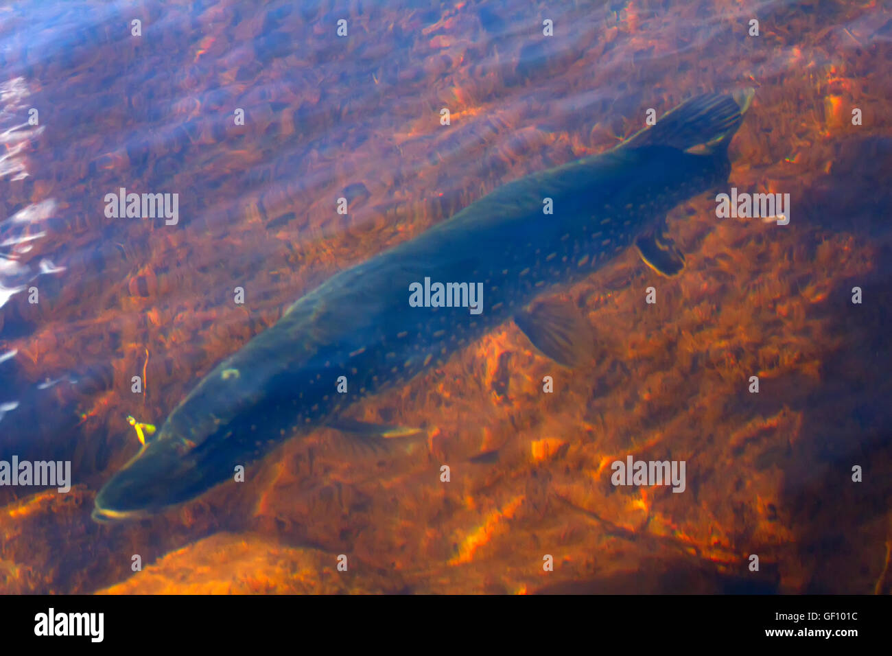 pike in river underwater caught on a spinner Stock Photo - Alamy