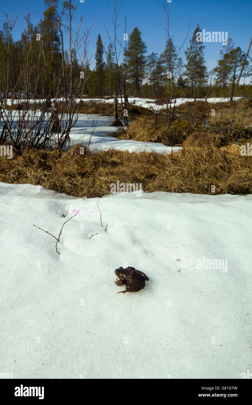 Only just woke up frog migrates through snow in a reservoir. closeup ...