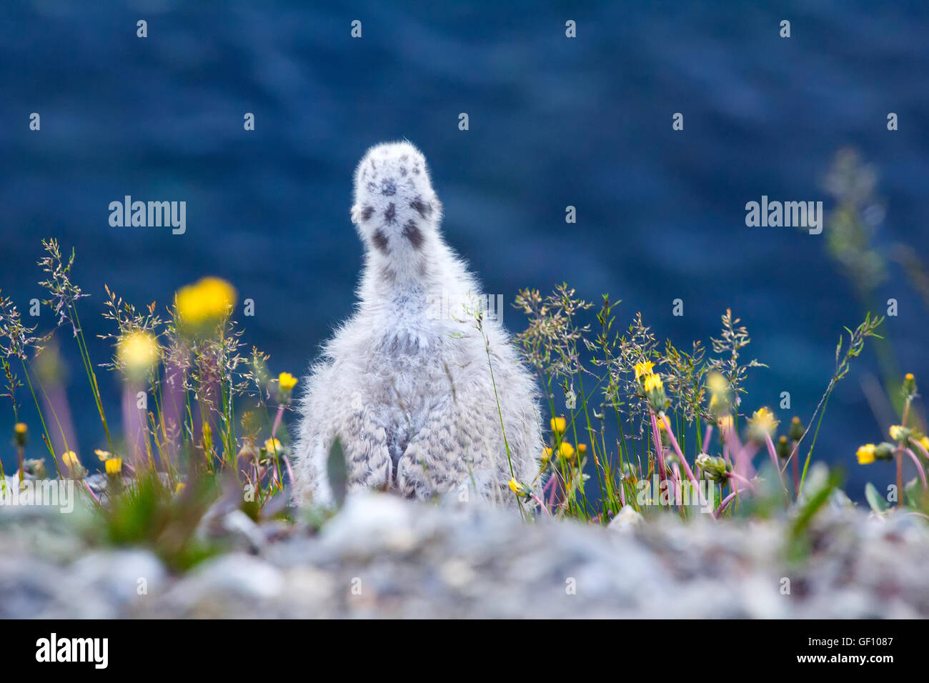 Fluffy chick gulls looking from cliff into sea, surrounded by beautiful ...