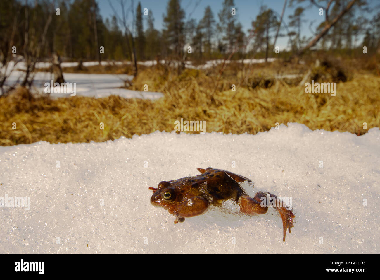 Wood frog hibernation hi-res stock photography and images - Alamy