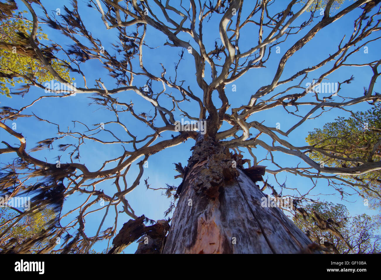 old untouched Northern coniferous forest in summer Stock Photo - Alamy