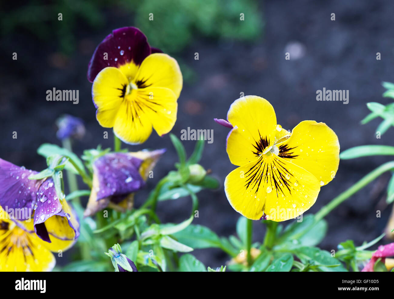 Purple viola tricolor hi-res stock photography and images - Alamy