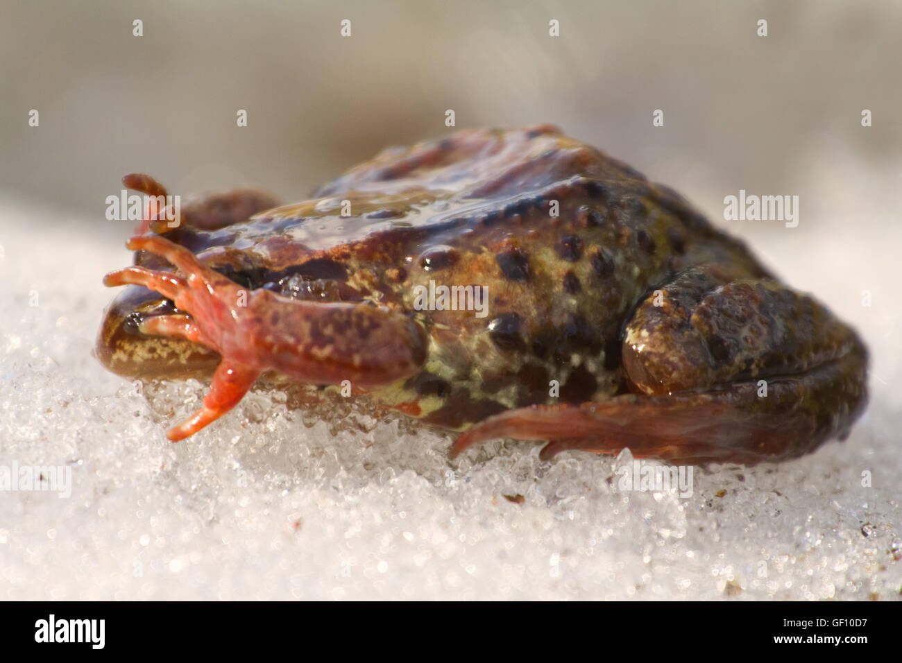 Hibernation frog High Resolution Stock Photography and Images - Alamy