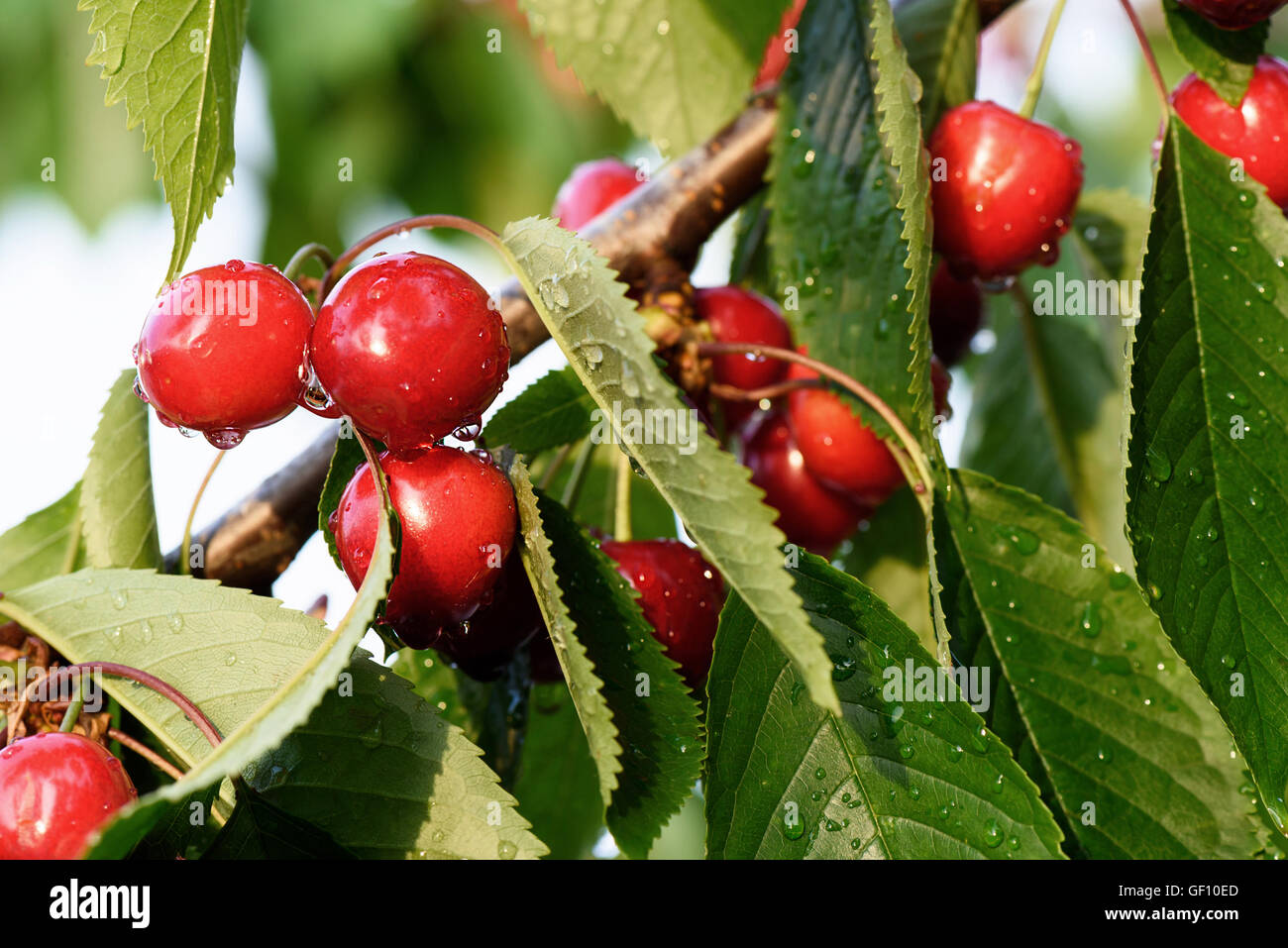 Close up photo of red ripe cherries with green leaves on a tree, with ...