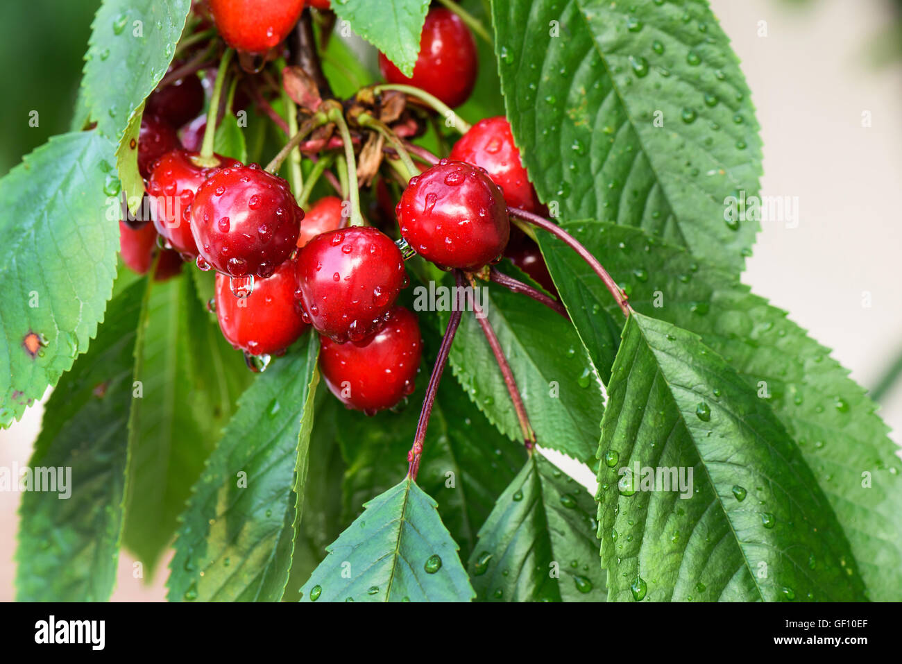 Close up photo of red ripe cherries with green leaves on a tree, with ...
