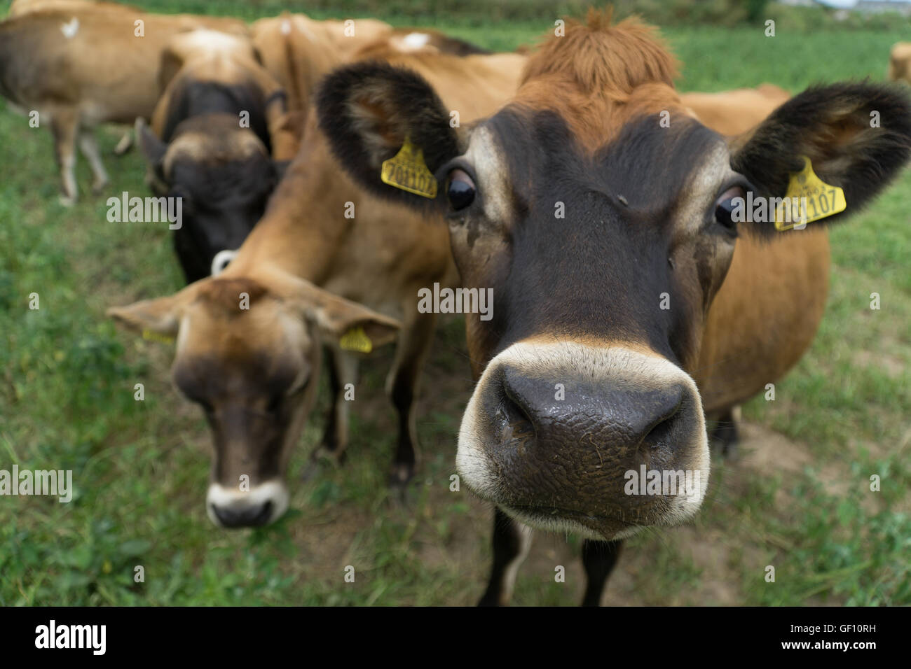 Pretty cow hi-res stock photography and images - Alamy