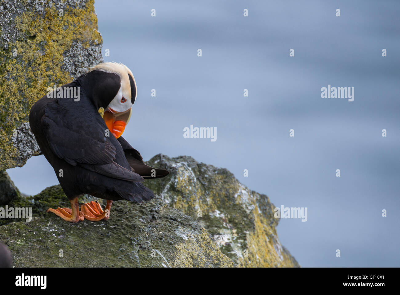 Alaska, Pribilof Islands, Saint Paul (57-07-75N 170-18-07W) Tufted ...