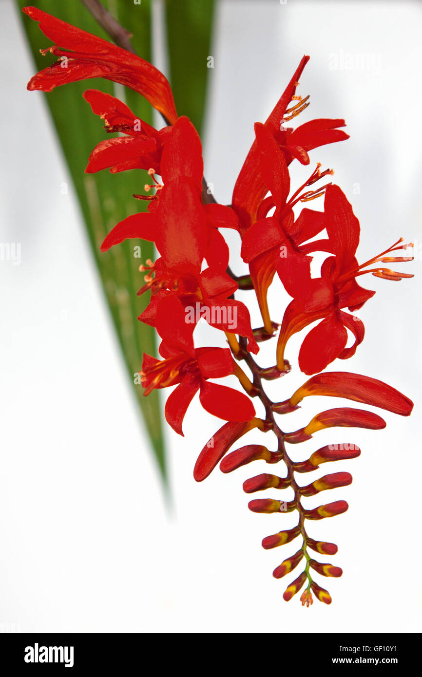 An isolated Crocosmia Lucifer flower Stock Photo - Alamy