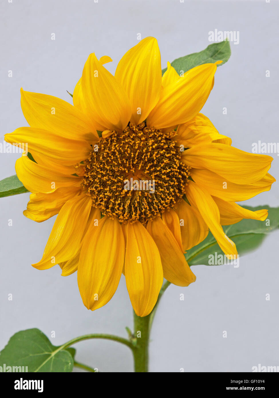 An isolated blooming dwarf Sunflower ( Helianthus annus 'Pacino Gold ...