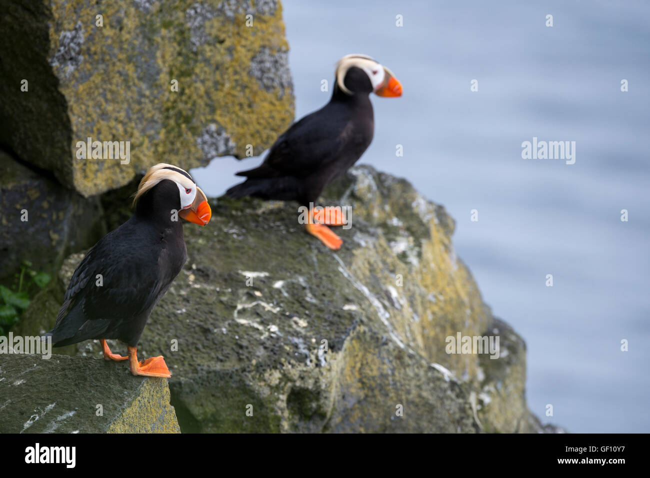Tufted puffins hi-res stock photography and images - Alamy