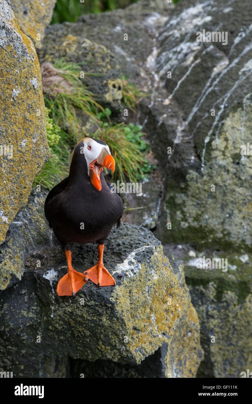 Crested puffin hi-res stock photography and images - Alamy