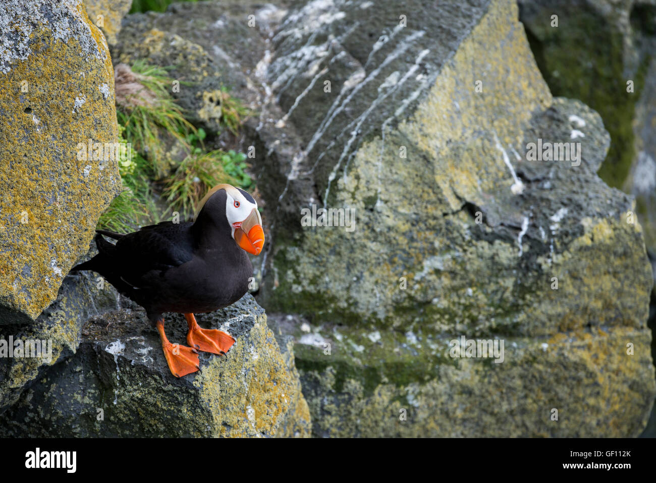 Alaska, Pribilof Islands, Saint Paul (57-07-75N 170-18-07W) Tufted ...