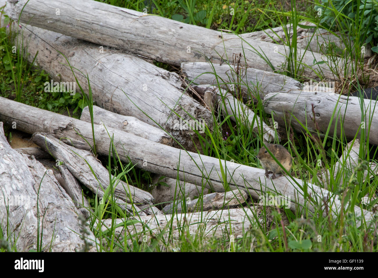 Alaska, Bering Sea, Alaska Maritime National Wildlife Refuge, St ...