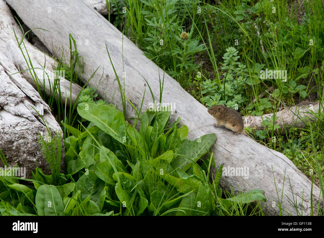 Alaska, Bering Sea, Alaska Maritime National Wildlife Refuge, St ...