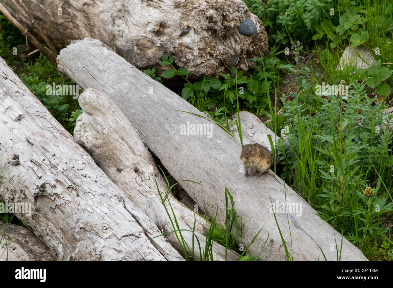 Alaska, Bering Sea, Alaska Maritime National Wildlife Refuge, St ...