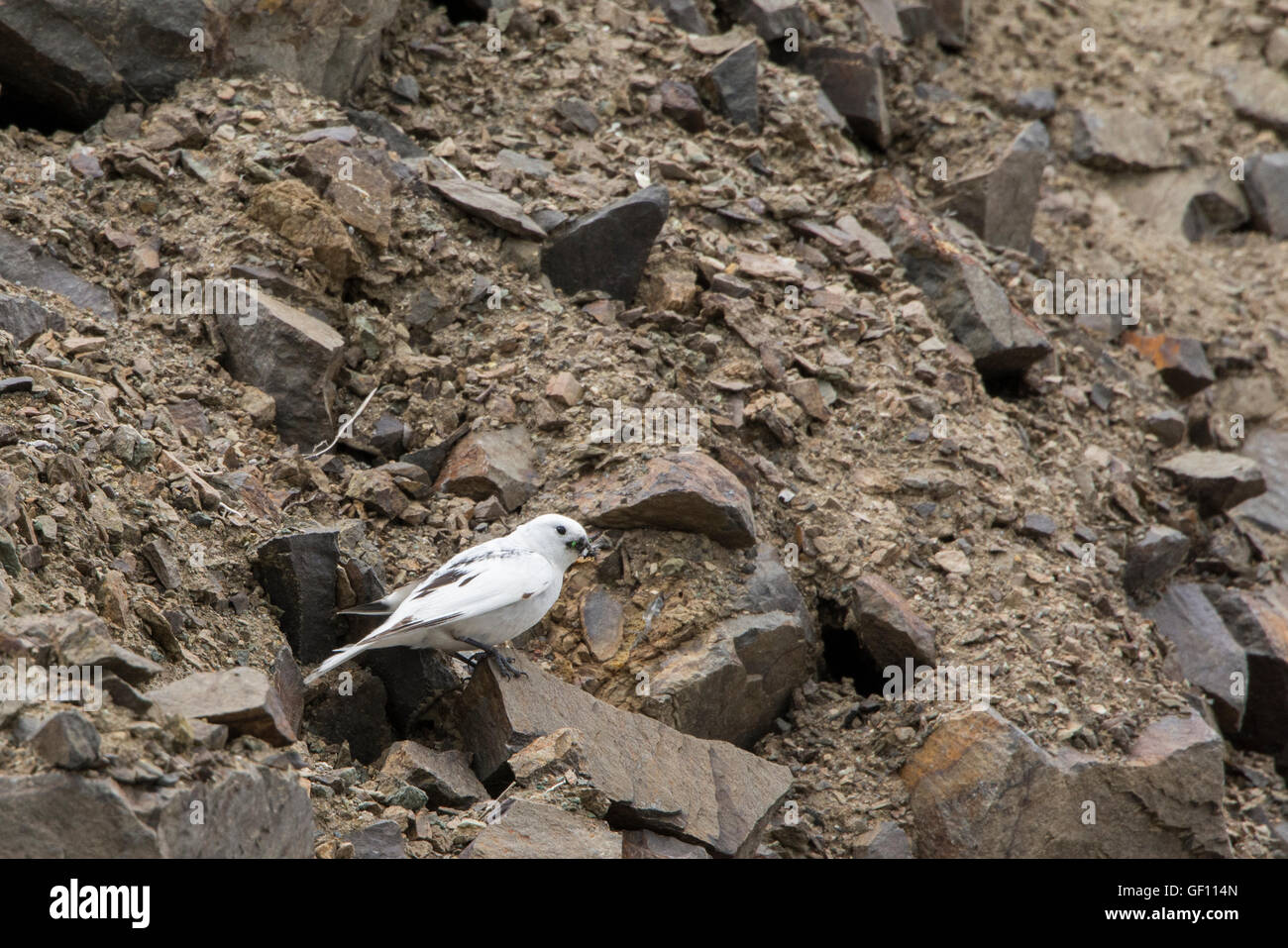 Alaska, Bering Sea, Alaska Maritime National Wildlife Refuge, St ...