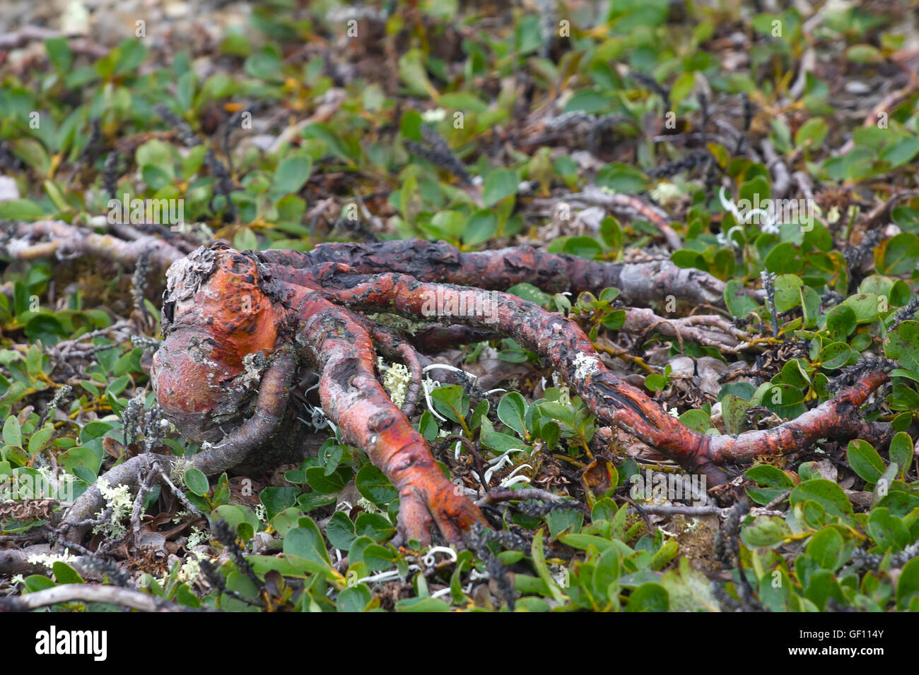 octopus: the Arctic tree that grows downward Stock Photo - Alamy