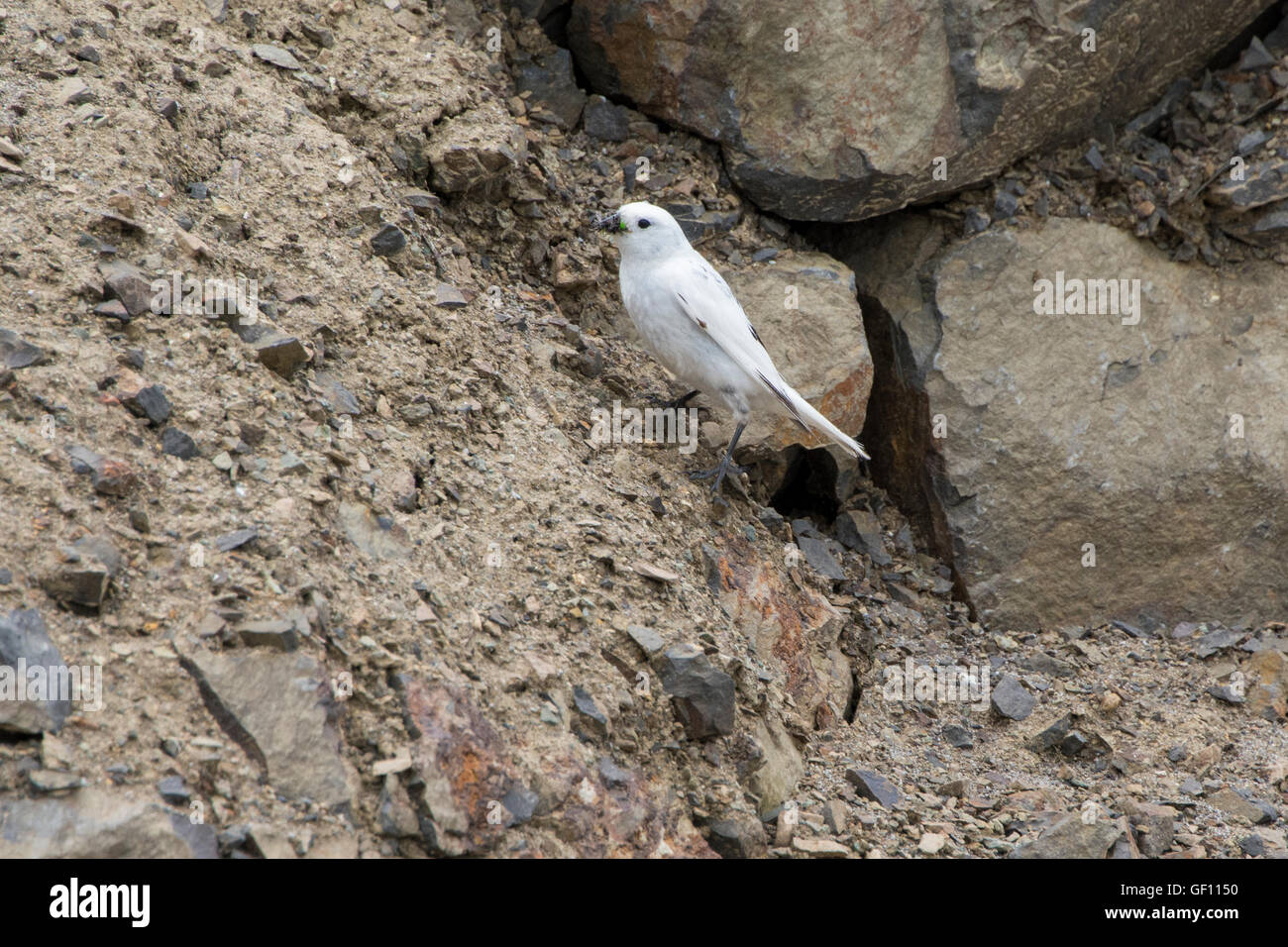 Alaska, Bering Sea, Alaska Maritime National Wildlife Refuge, St ...