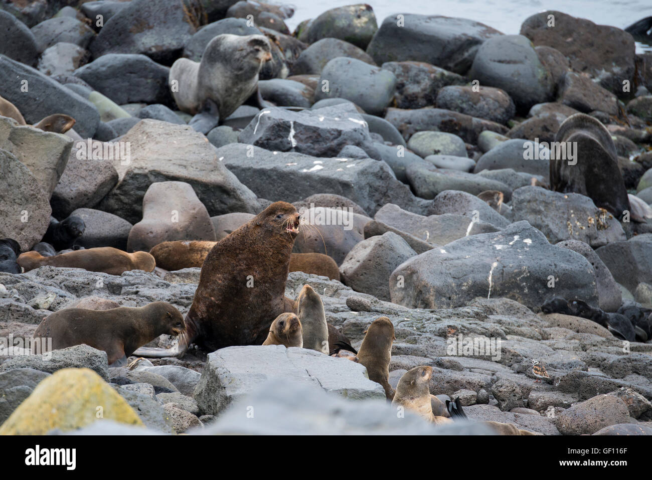 Alaska, Pribilof Islands, Saint Paul (57-07-75N 170-18-07W) Northern ...