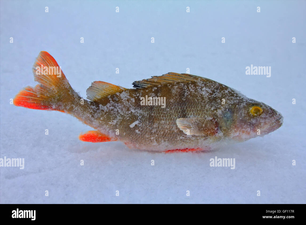 big fish and fishing rod on the snow Stock Photo - Alamy