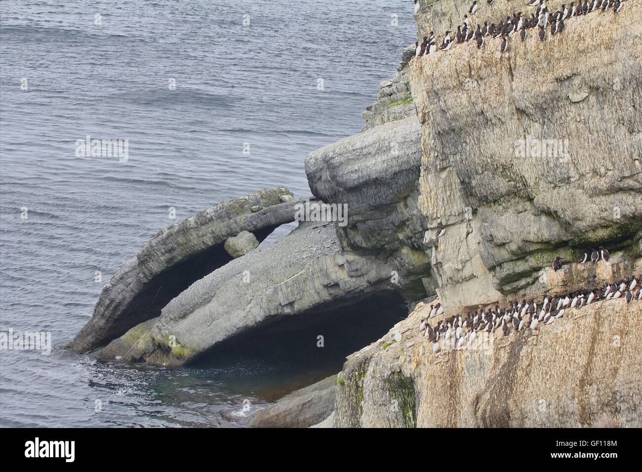 The Cape dolphin in the Barents sea, Novaya Zemlya archipelago, South ...