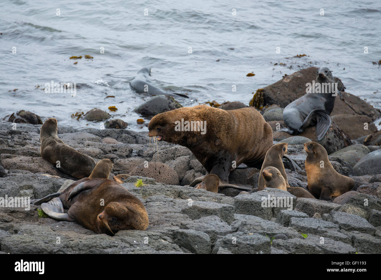 Fur seal callorhinus ursinus hi-res stock photography and images - Alamy