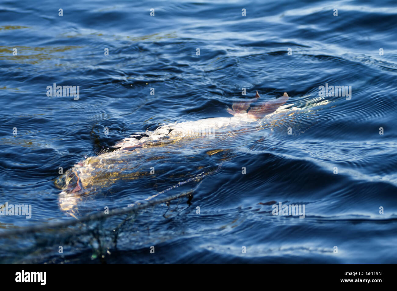 pike was caught in a fishing net trap Stock Photo - Alamy