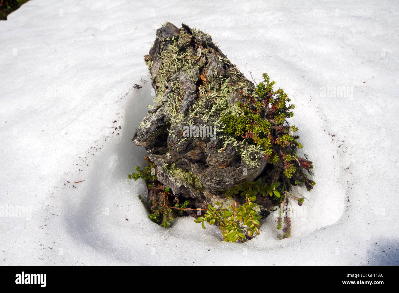 melting of snow spring weather in the north, warming Stock Photo - Alamy