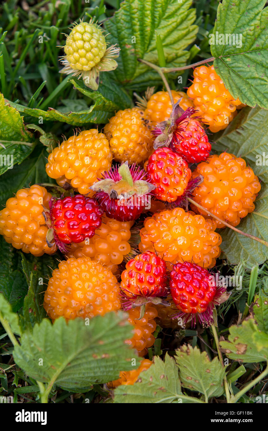 Alaska, Aleutian Islands, Unga Island. Wild golden and red ...