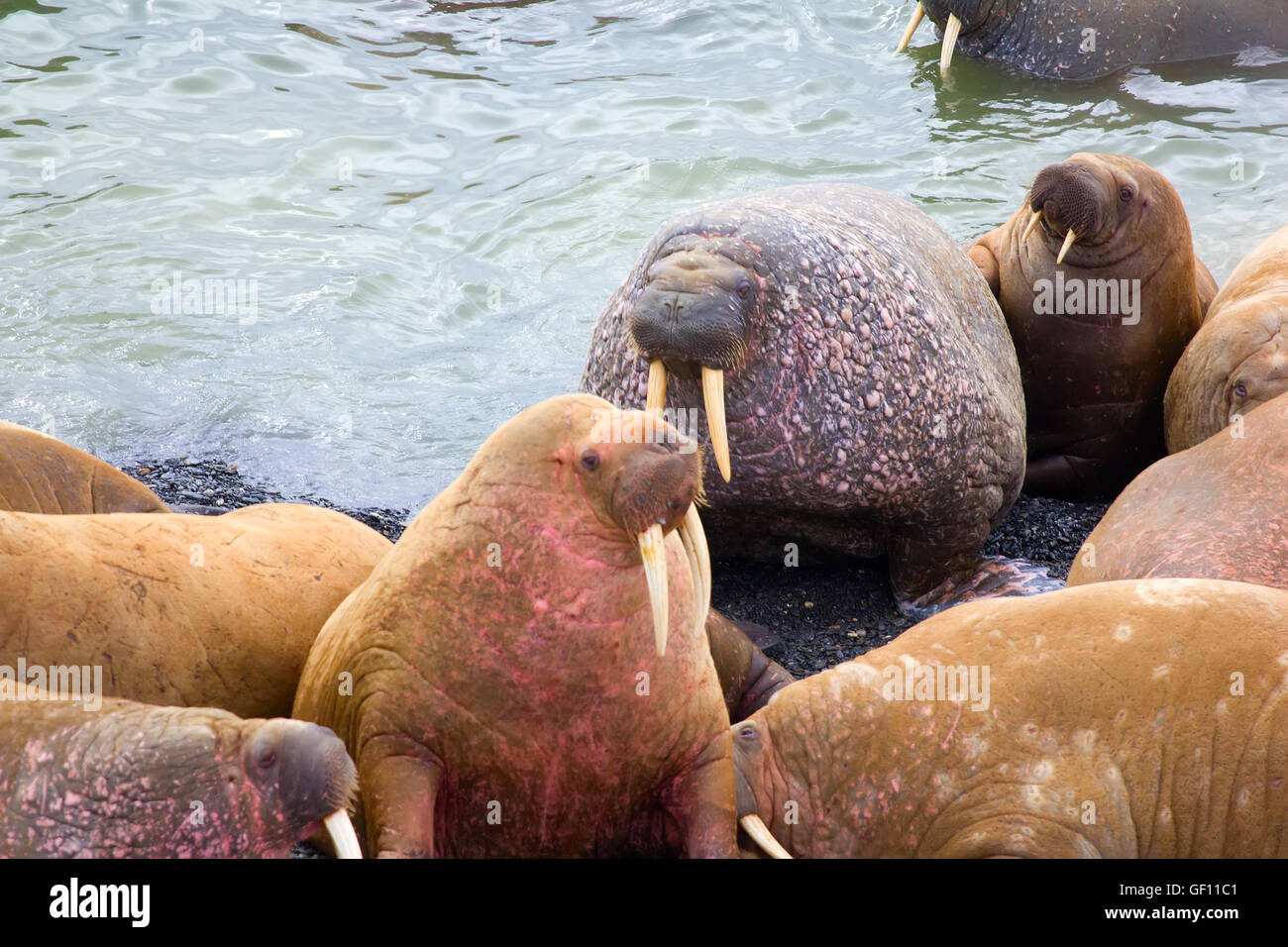 Rookery: Atlantic walrus sleeping on beach close to each other Stock ...