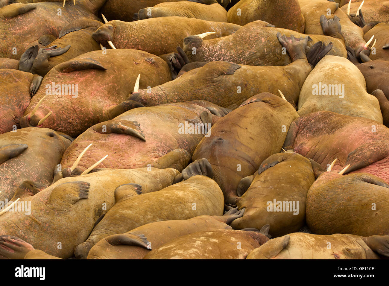 Rookery: Atlantic walrus sleeping on beach close to each other Stock ...