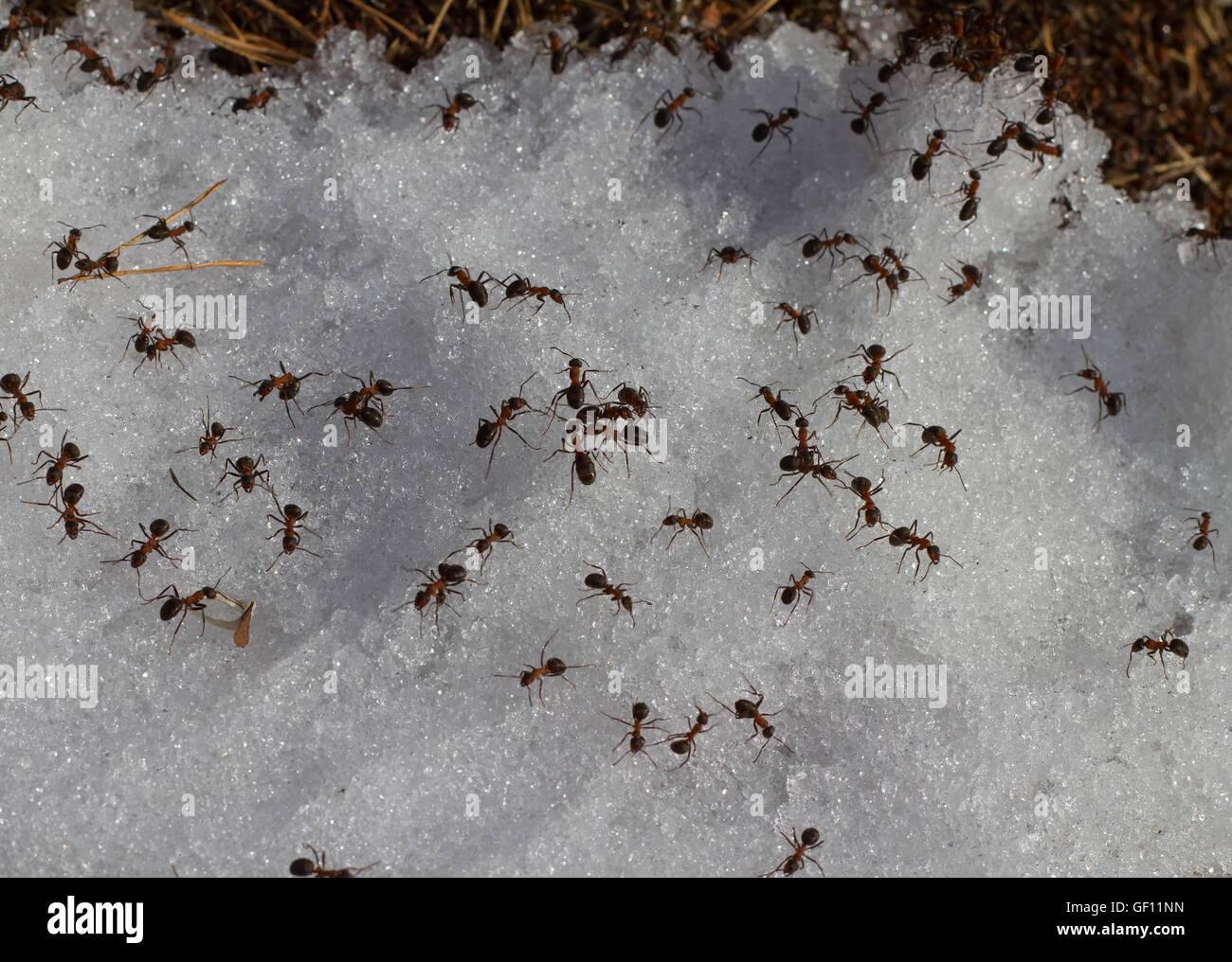 spring ants not the end on the melted snow Stock Photo - Alamy