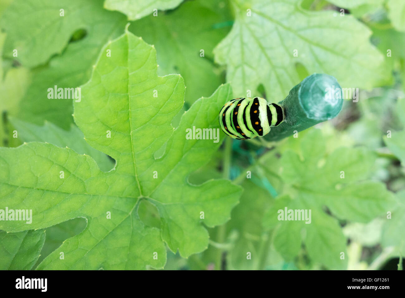 Colorful larva hi-res stock photography and images - Alamy