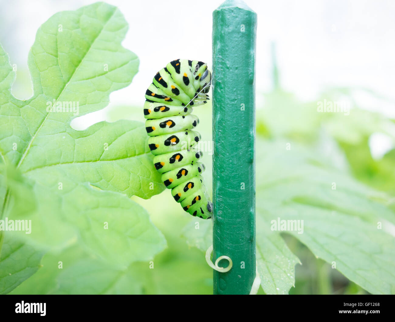 Insect lifecycle hi-res stock photography and images - Alamy
